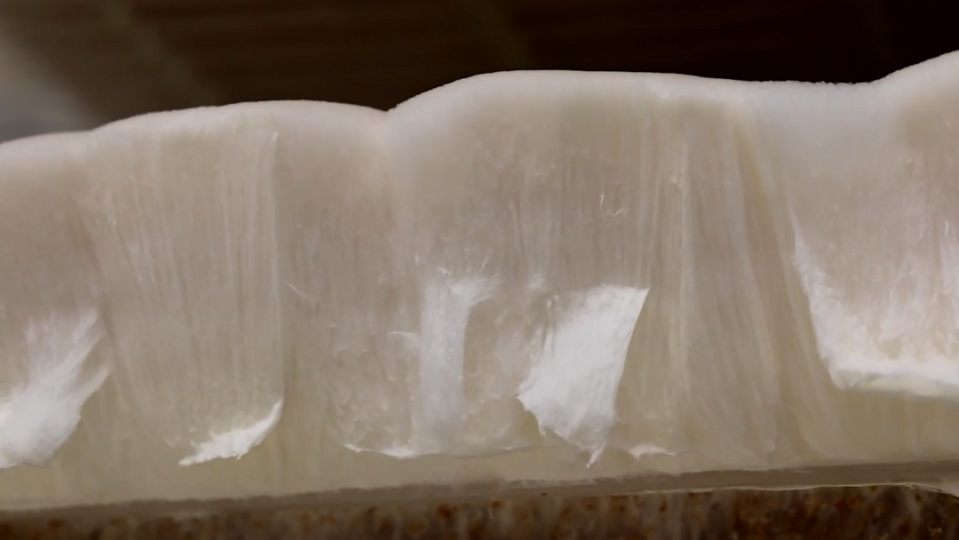 MycoFlex™ Foam – foragerbio